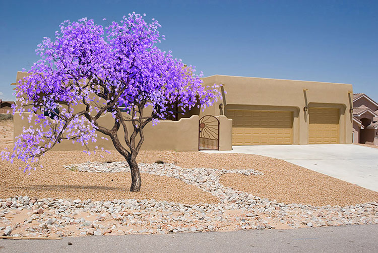 Jacaranda Trees landscape - Southwest Garden Ideas